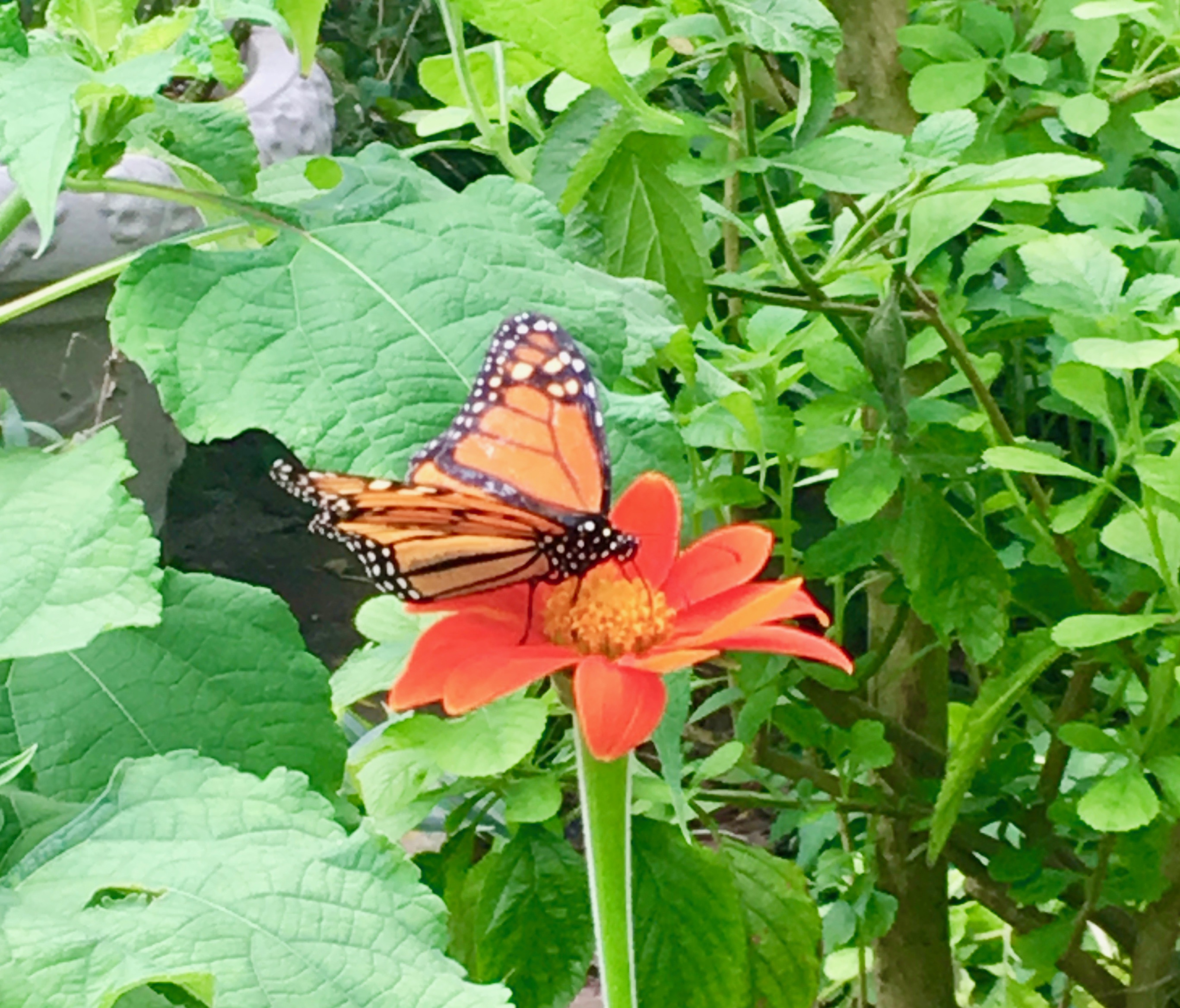 Have A Healthy Garden - Seven Plants to Attract Butterflies